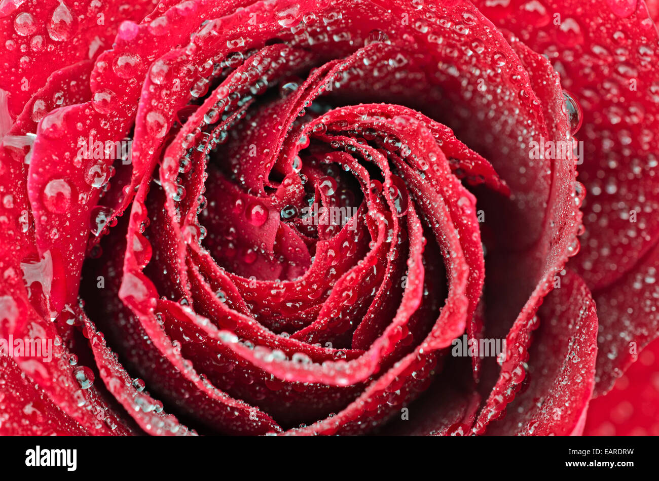 Red rose and dew drops hi-res stock photography and images - Alamy