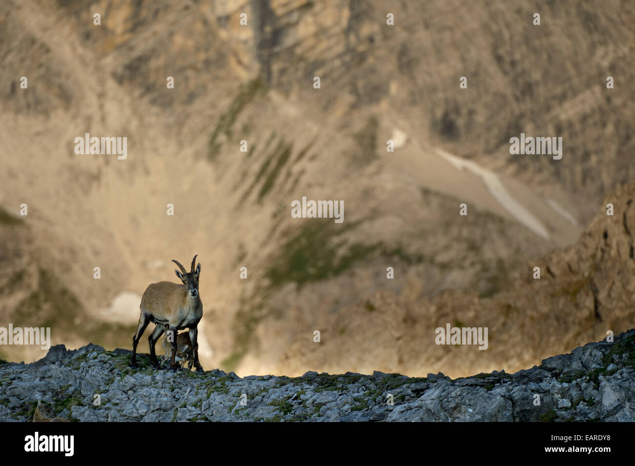 Alpine ibex (Capra ibex), mother with a kid, Allgäuer Alpen, Tyrol ...
