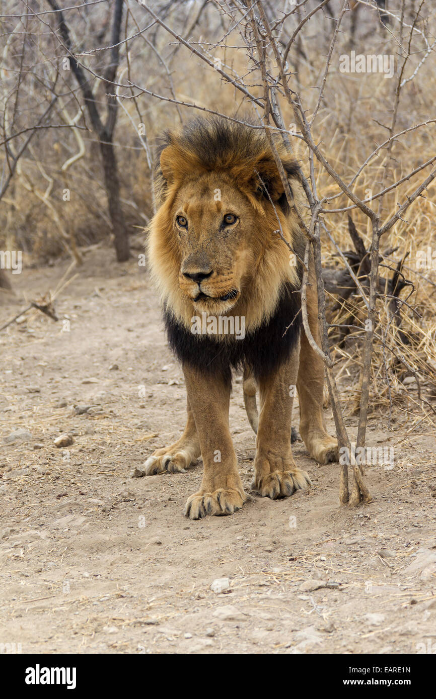 Lion (Panthera leo), male, Okapuka Ranch, Namibia Stock Photo - Alamy