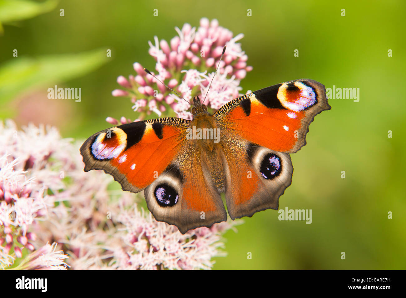 European Peacock (Inachis io, Io nymphalis), North Rhine-Westphalia ...