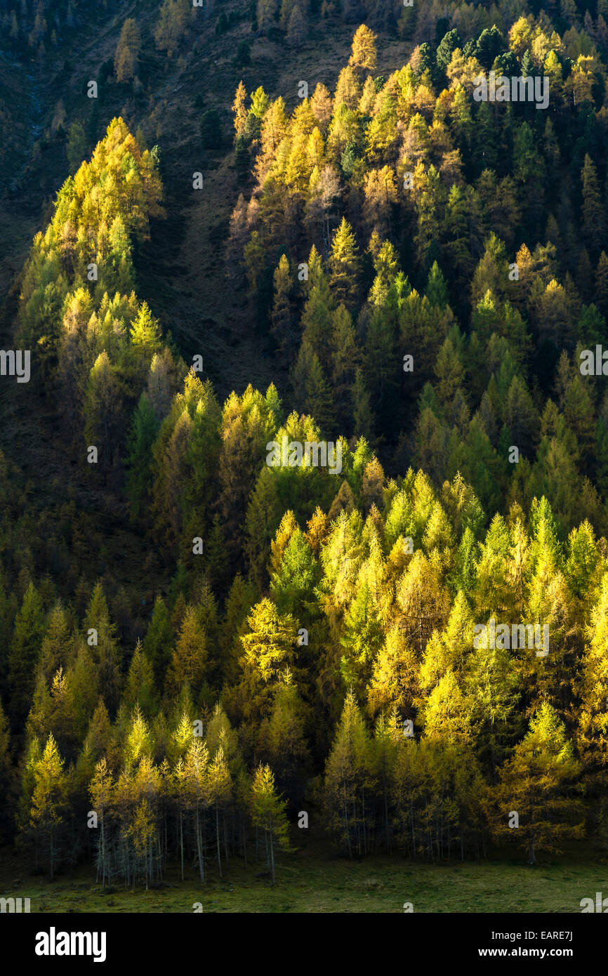 Autumnal larch forest, Sellraintal valley, Tyrol, Austria Stock Photo ...