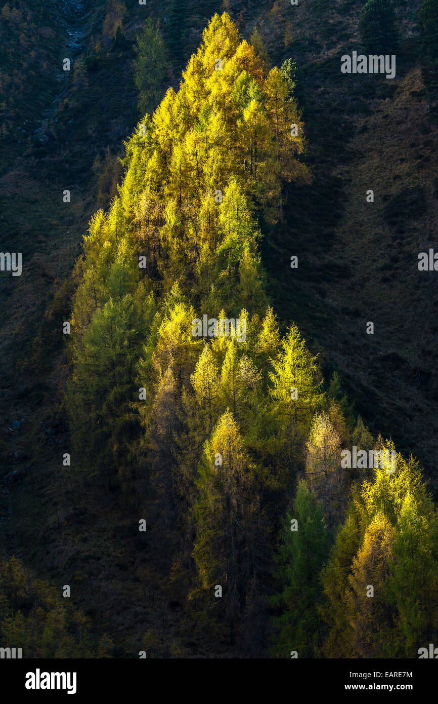 Autumnal larch forest, Sellraintal valley, Tyrol, Austria Stock Photo ...