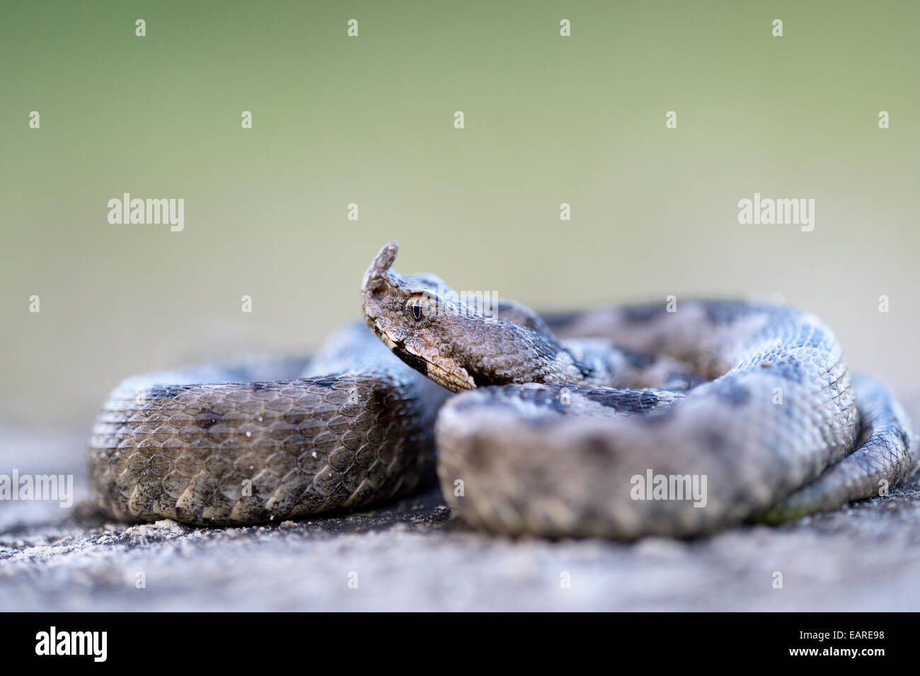 Región pleven hi-res stock photography and images - Alamy