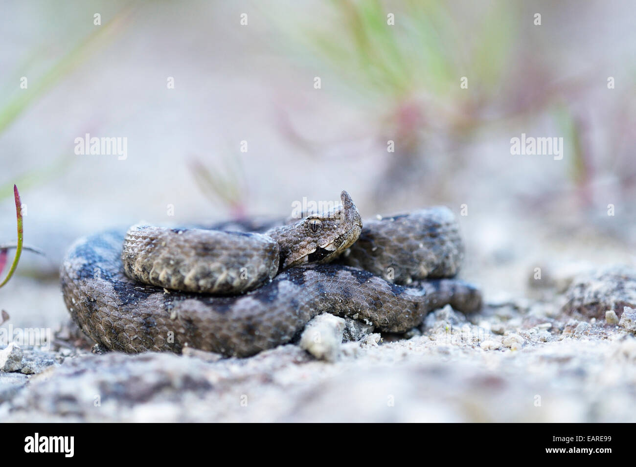 Región pleven hi-res stock photography and images - Alamy