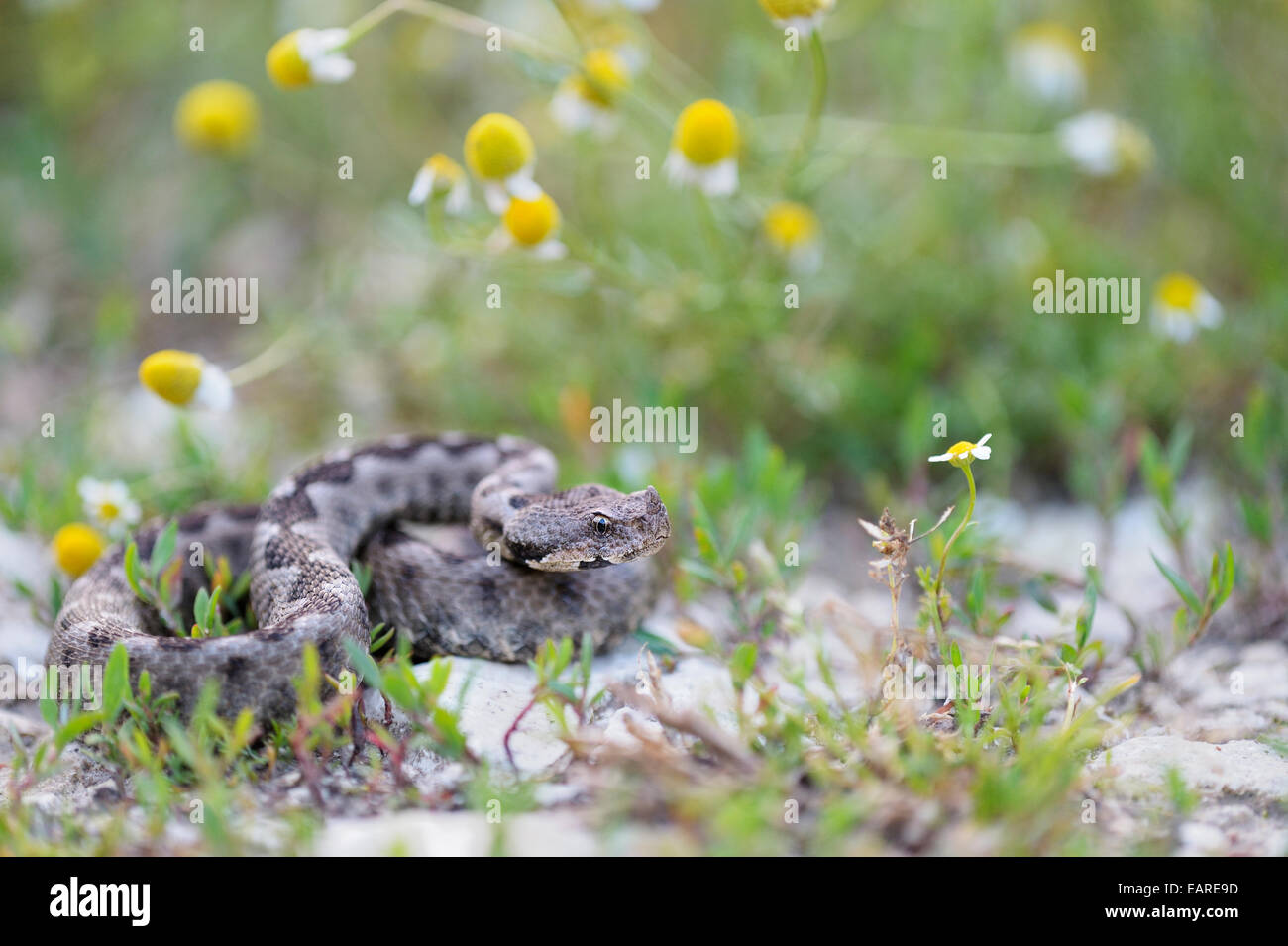 Región pleven hi-res stock photography and images - Alamy