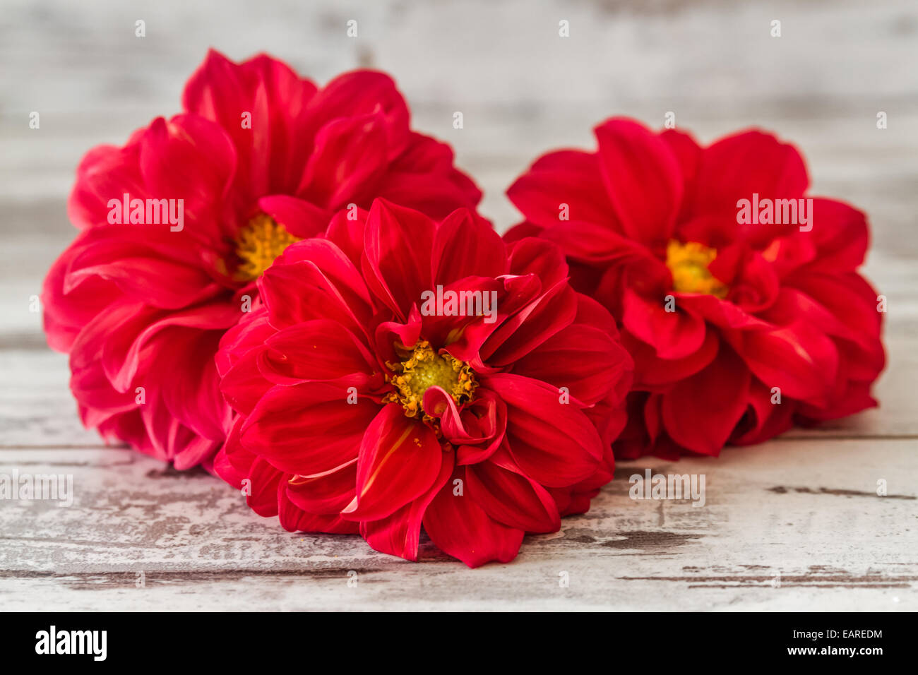 Star Shaped Red Flowers Stock Photos & Star Shaped Red Flowers Stock ...