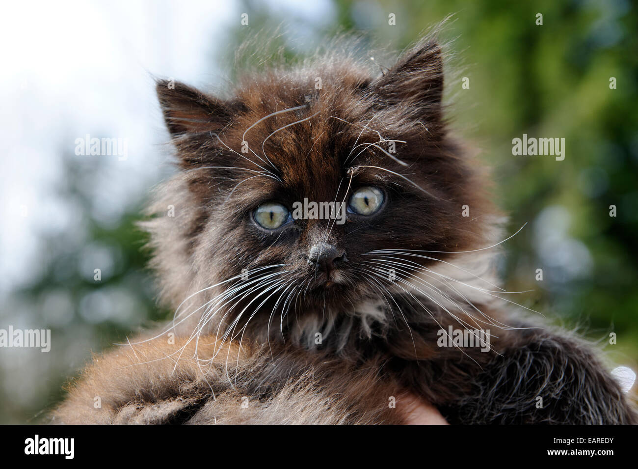 Young cat kitten hi-res stock photography and images - Alamy