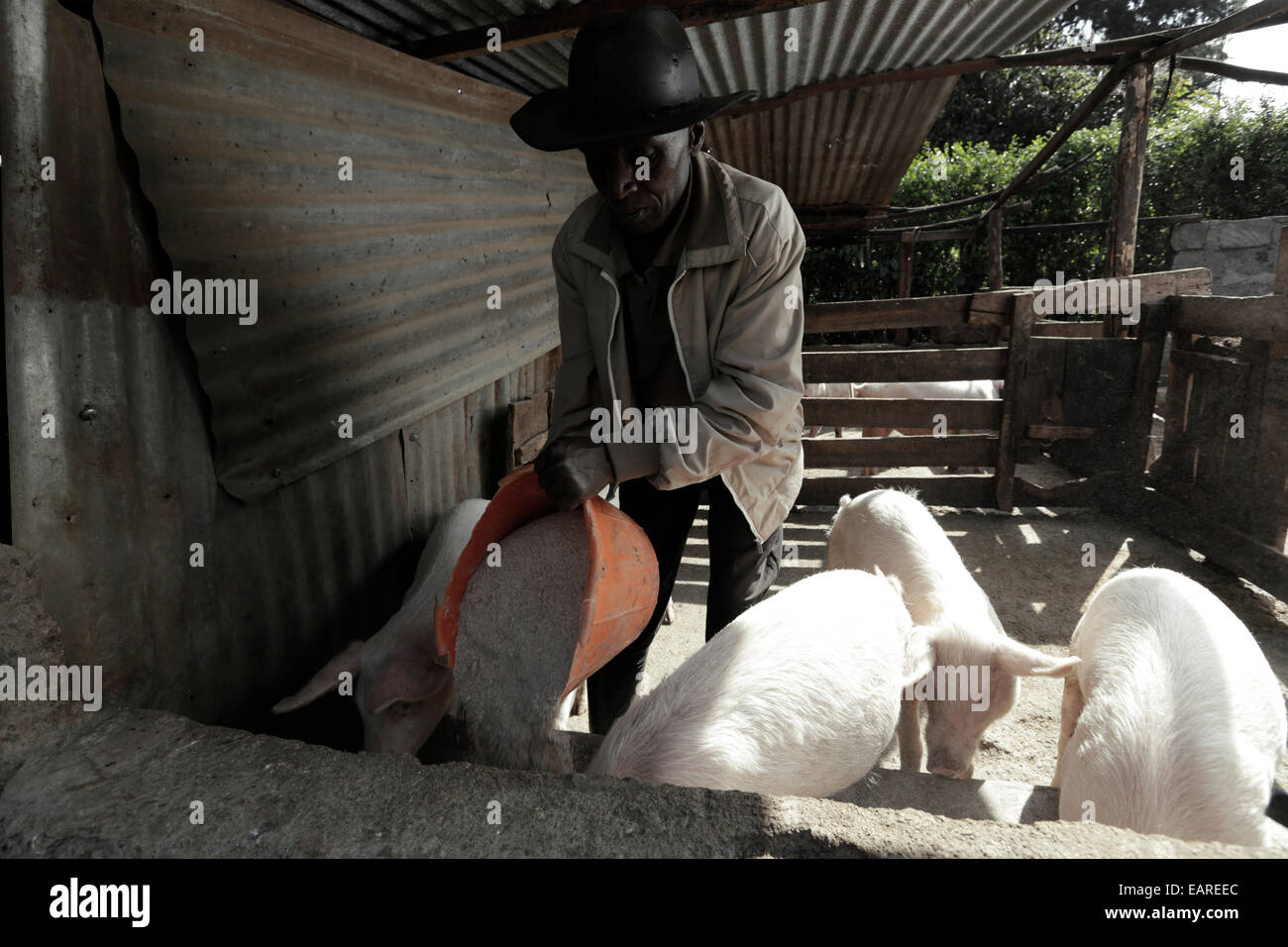 Farmer feeding pigs bucket hi-res stock photography and images - Alamy