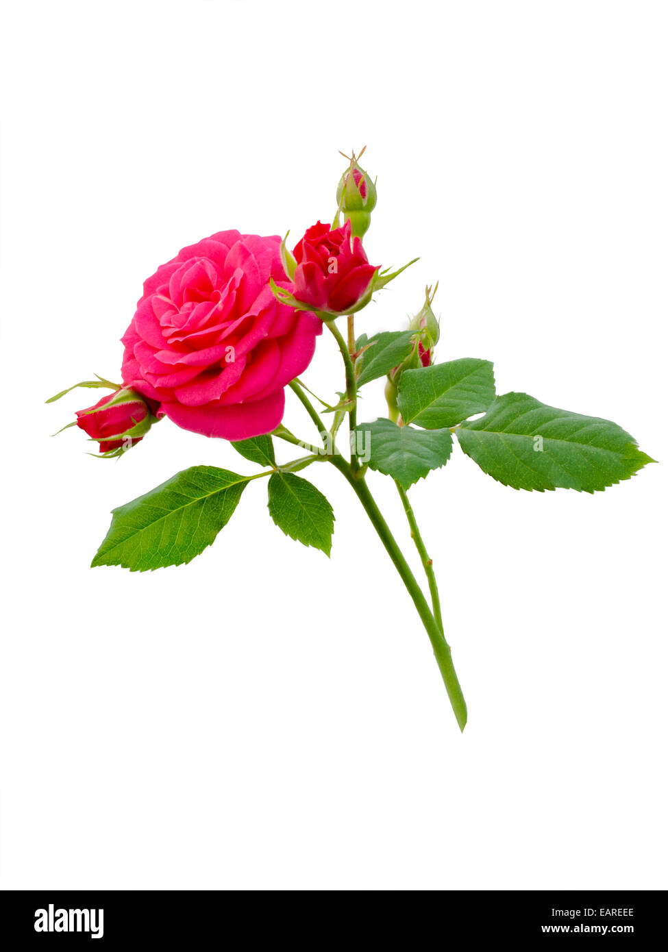 Red Rose isolated on white background Stock Photo - Alamy