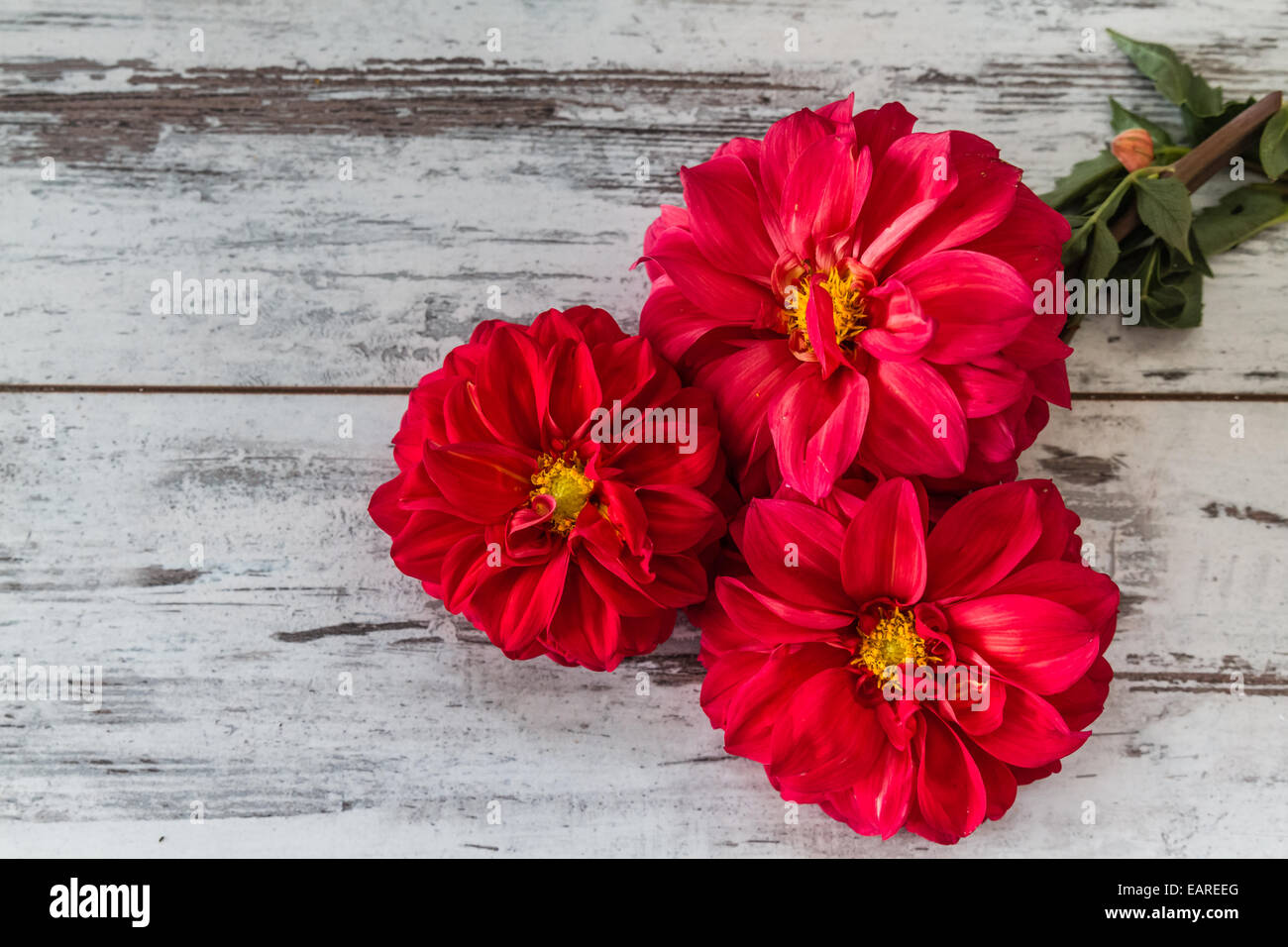 Red star flowers on wooden white background Stock Photo - Alamy