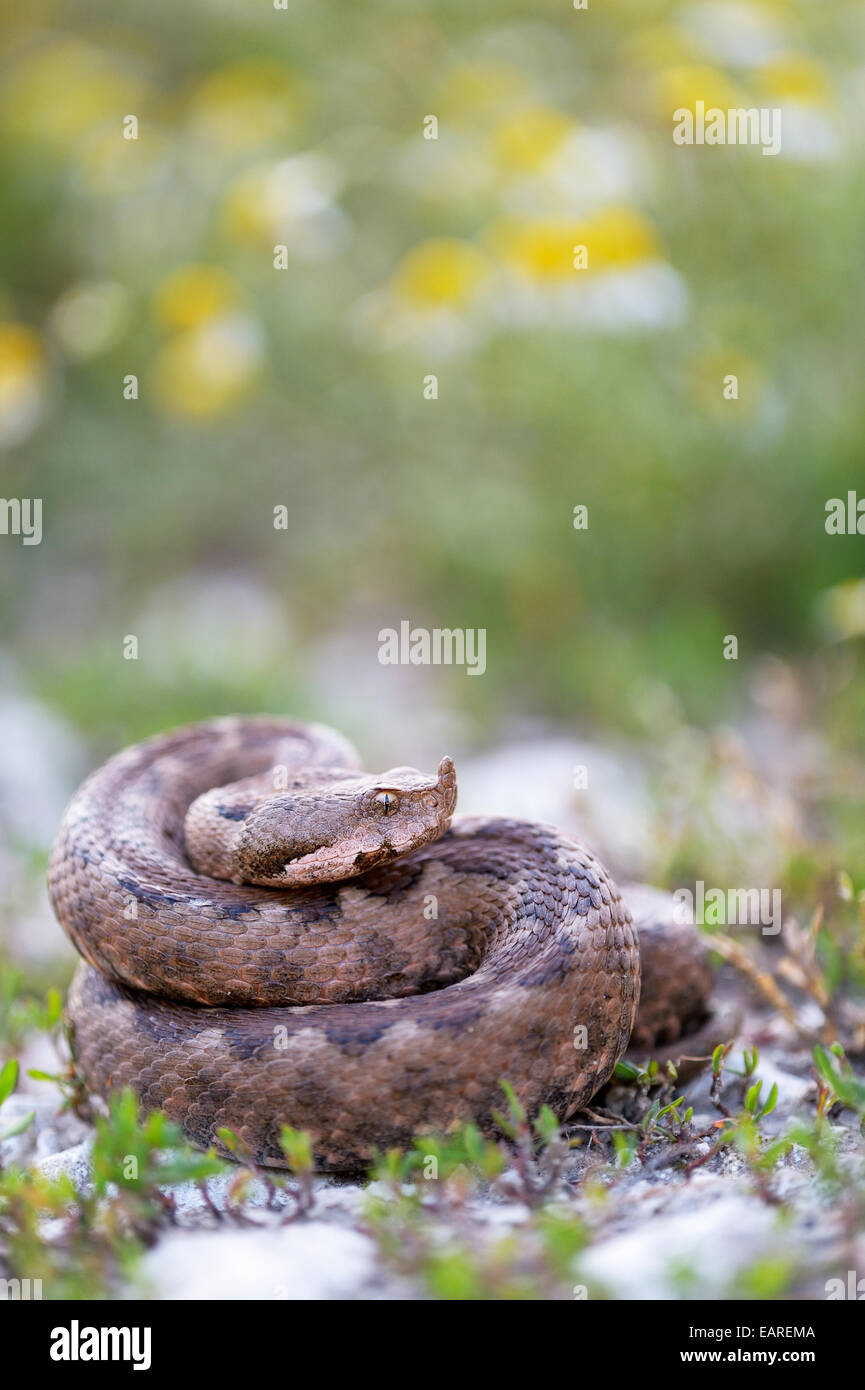 Female viper hi-res stock photography and images - Alamy