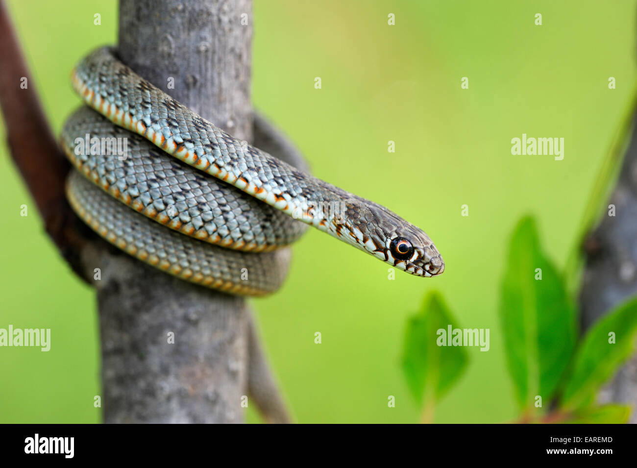 Blotched Snake (Elaphe sauromates), juvenile, climbing, Pleven region ...