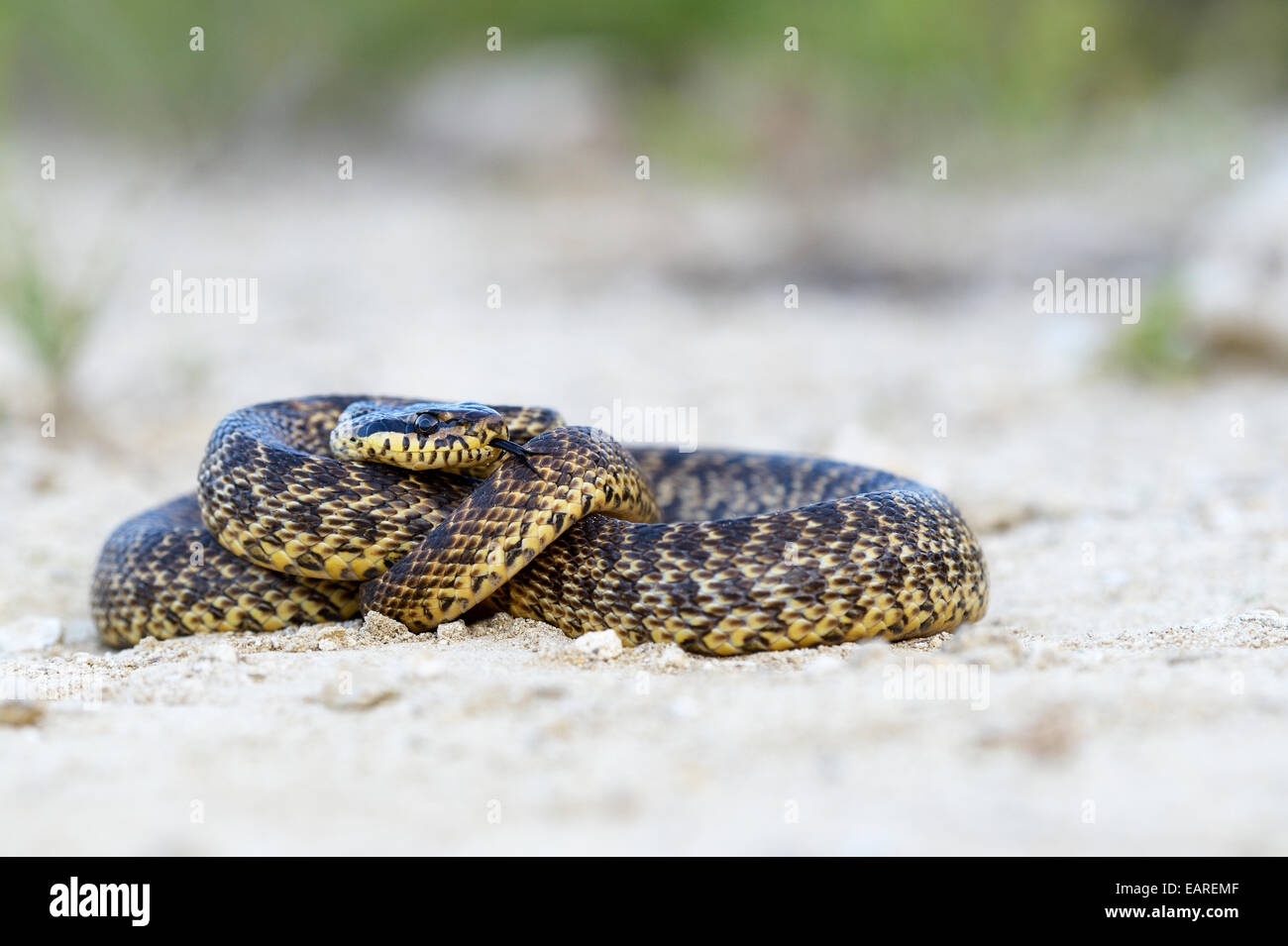 Blotched Snake (Elaphe sauromates), Pleven region, Bulgaria Stock Photo ...