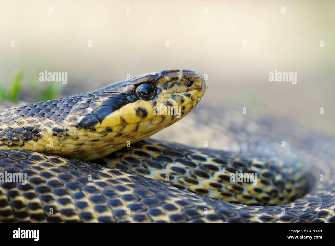 Blotched Snake (Elaphe sauromates), Pleven region, Bulgaria Stock Photo ...