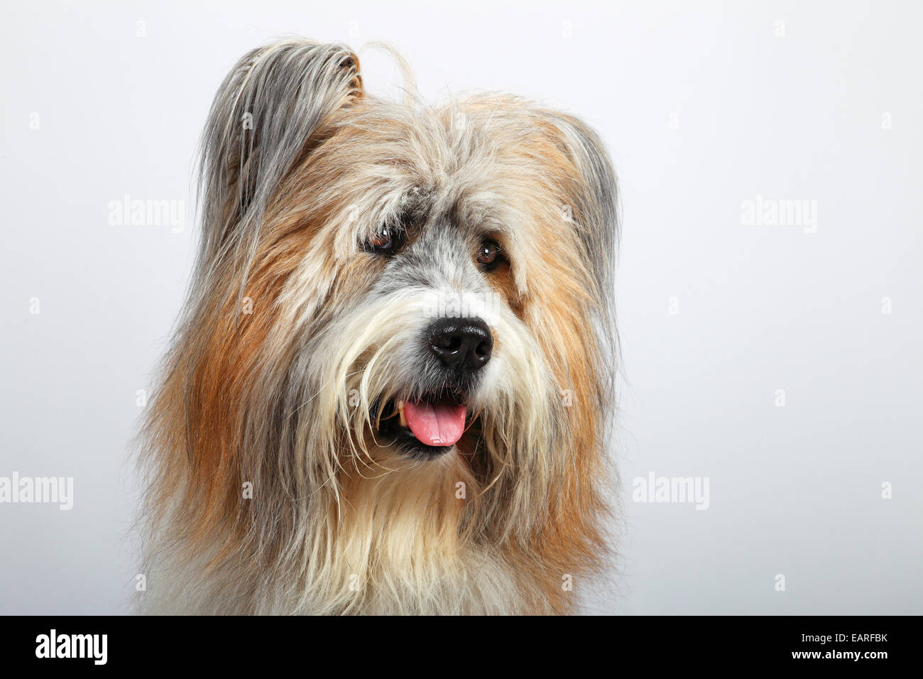 Elo or Great Elo breed of dog, male, portrait, Germany Stock Photo - Alamy