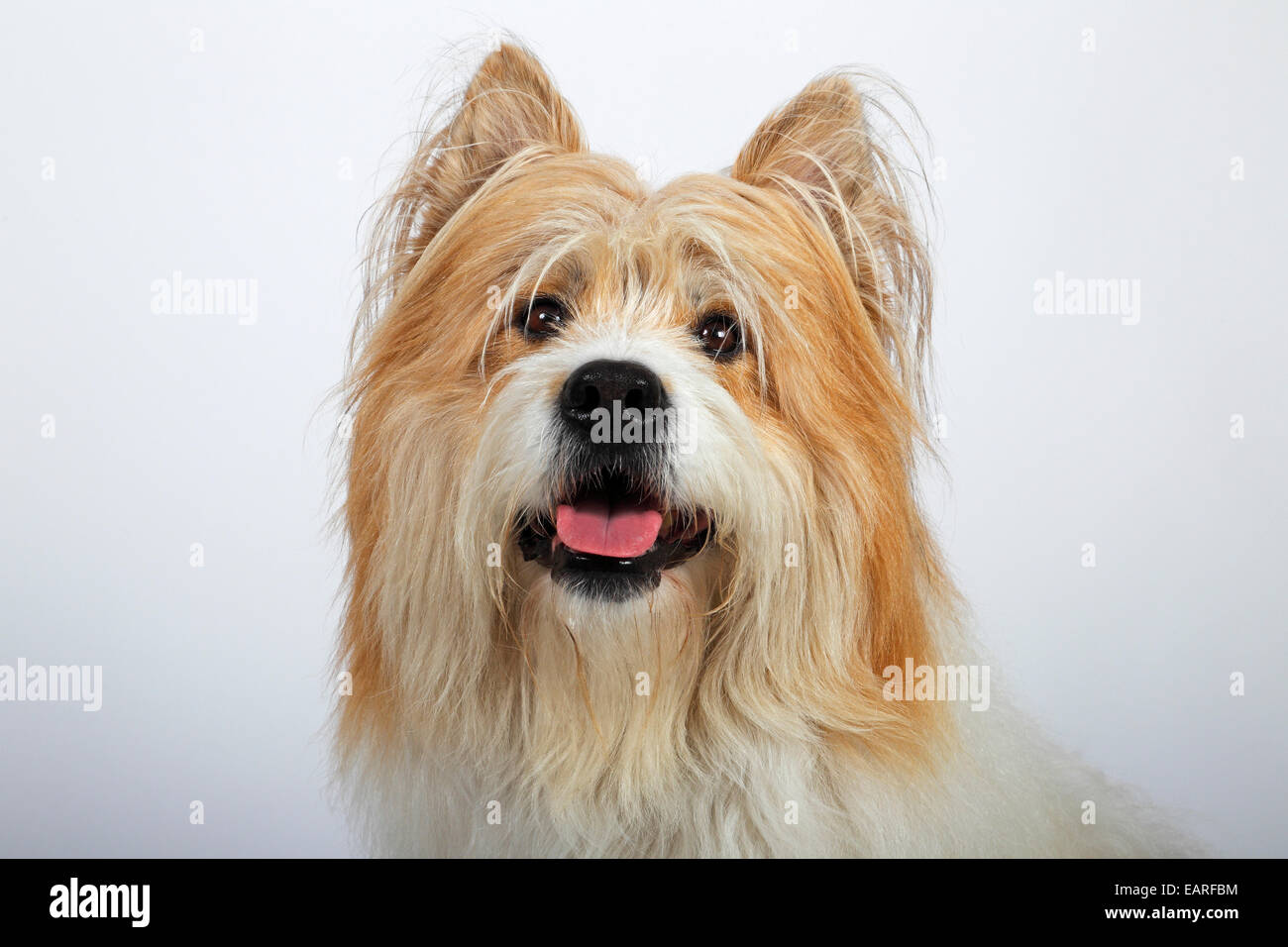 Elo or Great Elo breed of dog, male, portrait, Germany Stock Photo - Alamy