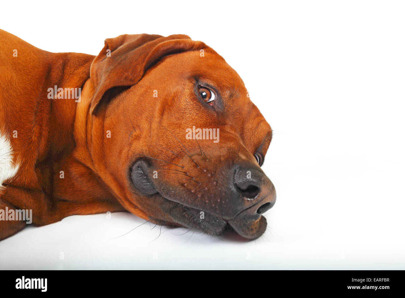 Rhodesian Ridgeback, dog, male, Germany Stock Photo - Alamy
