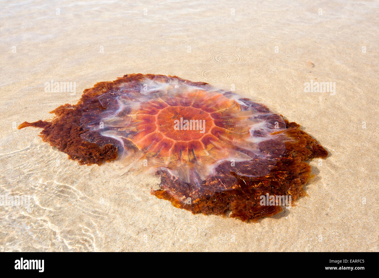 Lions Mane Jellyfish, Cyanea capillata, washed ashore on a ...