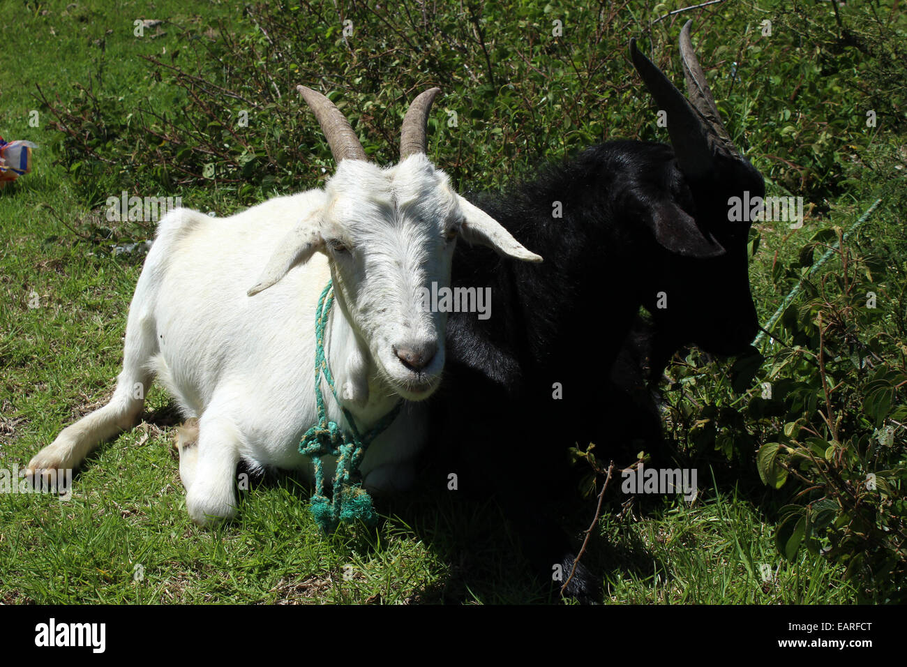 Goats in a farmers pasture in Cotacachi, Ecuador Stock Photo - Alamy