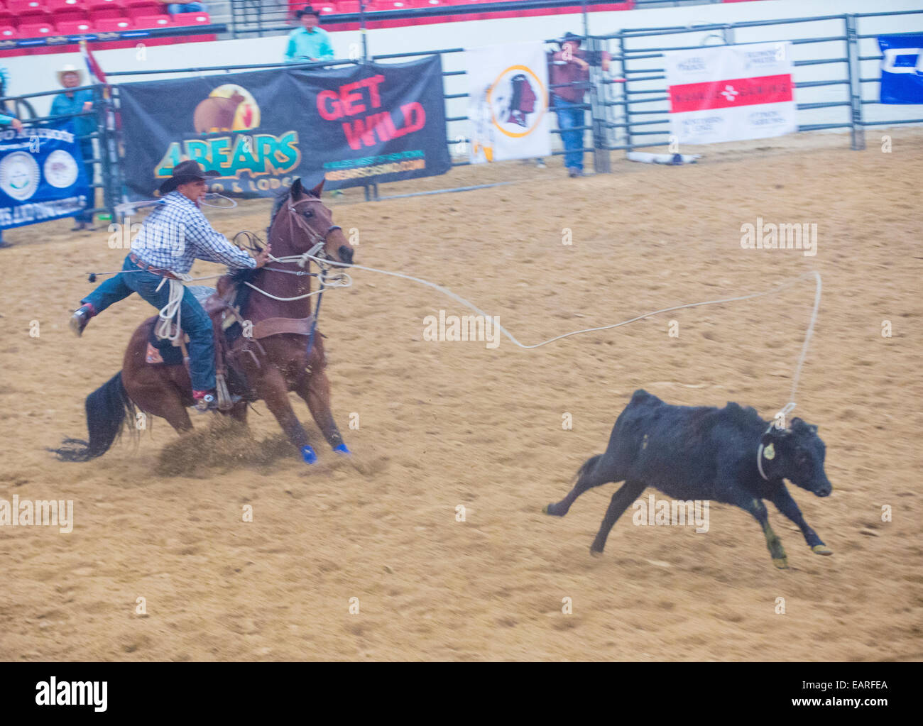 Cowboy Participating in a Calf roping Competition at the Indian ...