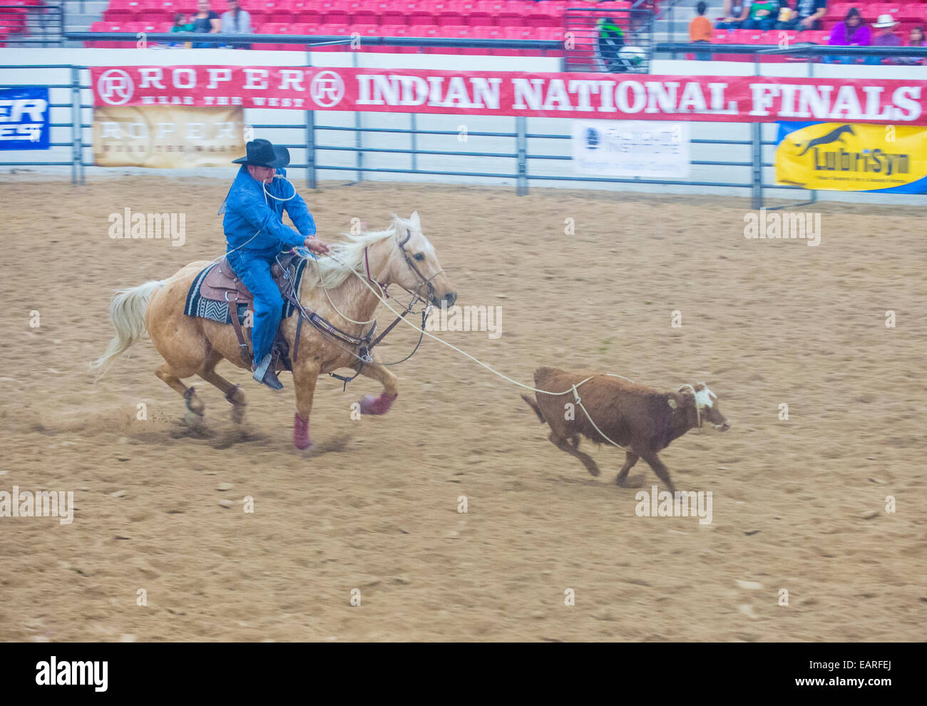Cowboy Participating in a Calf roping Competition at the Indian ...