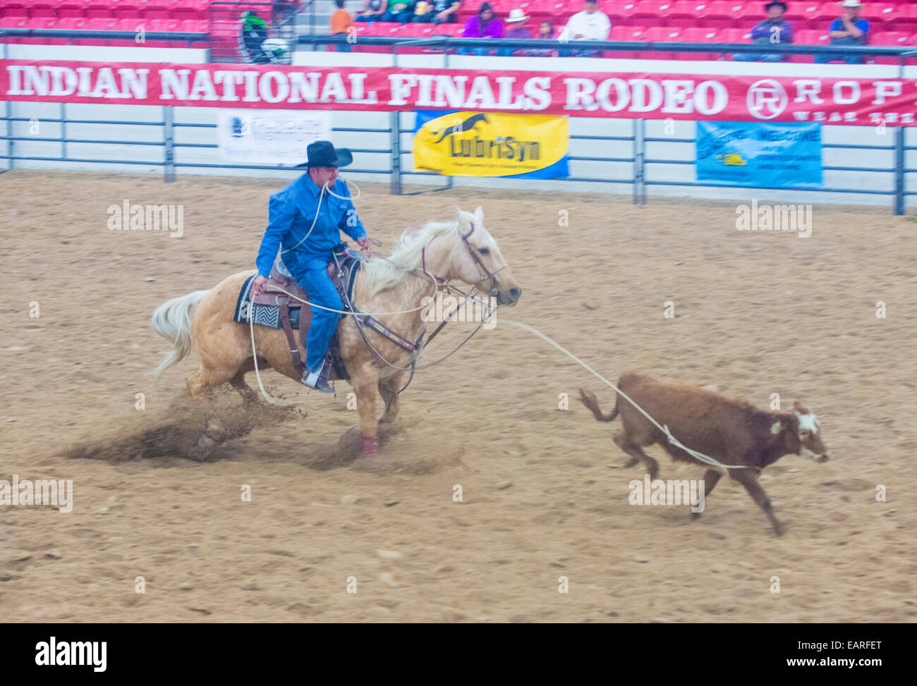 Cowboy Participating in a Calf roping Competition at the Indian ...