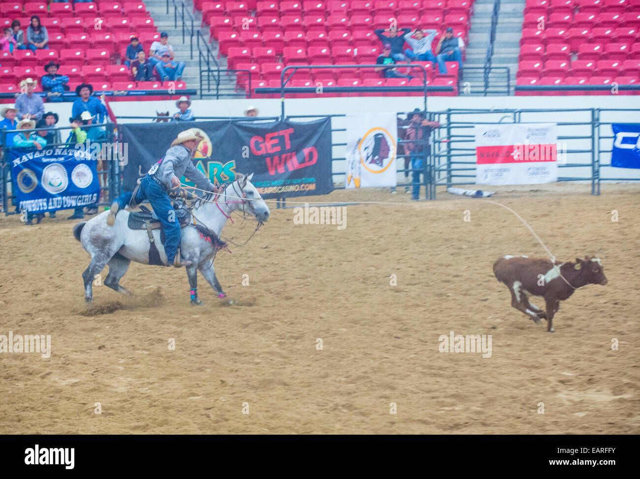 Cowboy Participating in a Calf roping Competition at the Indian ...