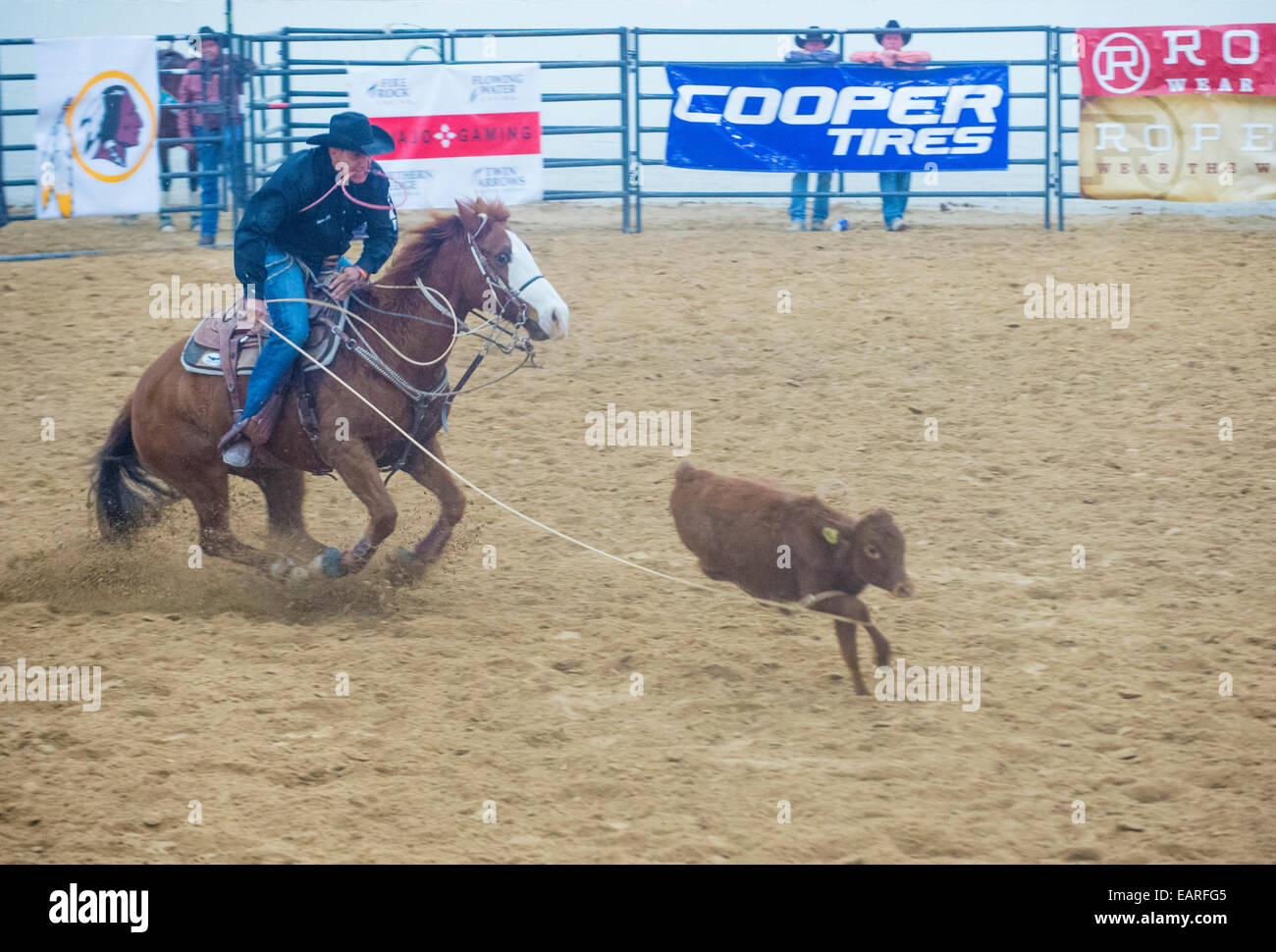 Cowboy Participating in a Calf roping Competition at the Indian ...
