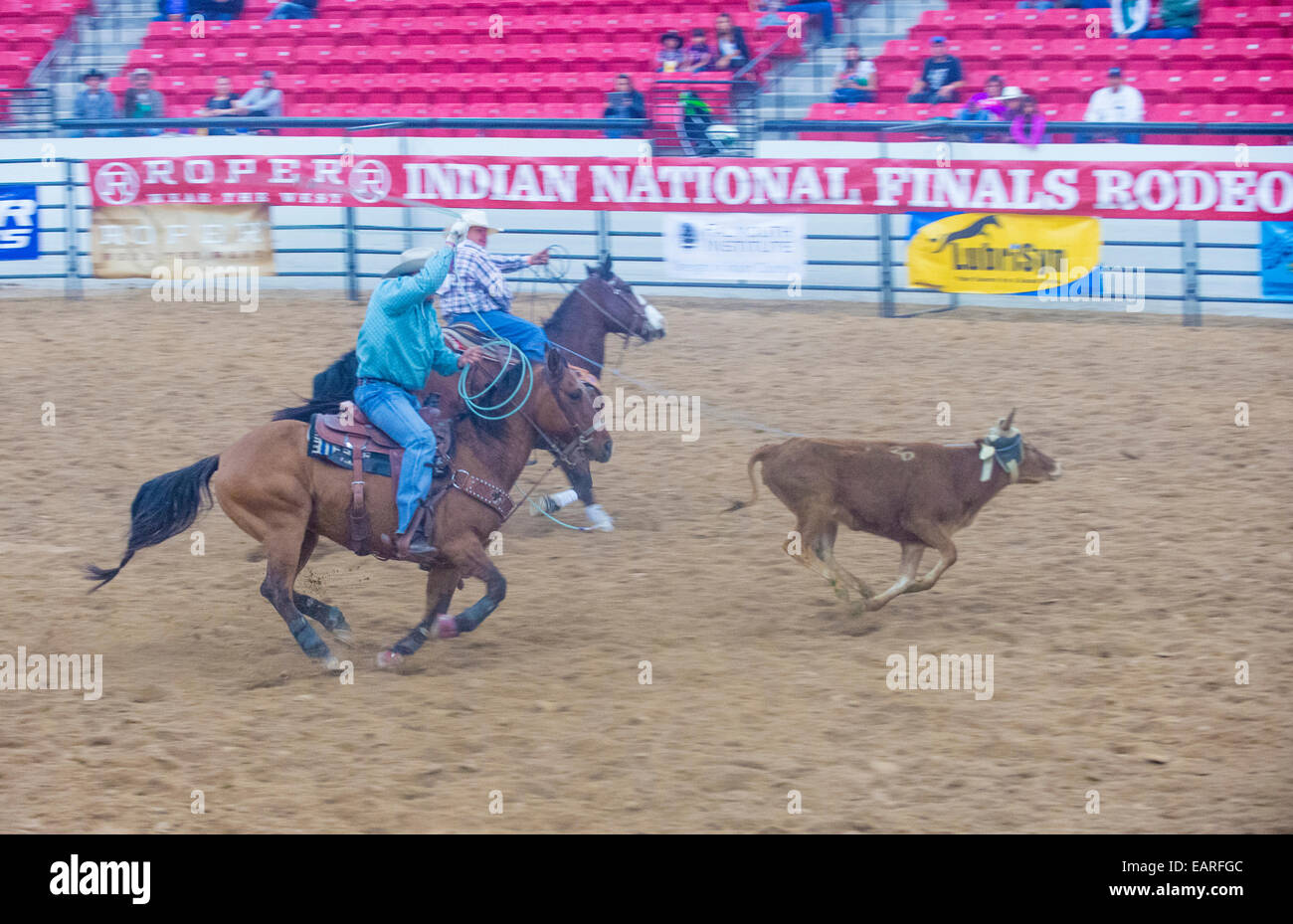 Cowboys Participating in a Calf roping Competition at the Indian ...
