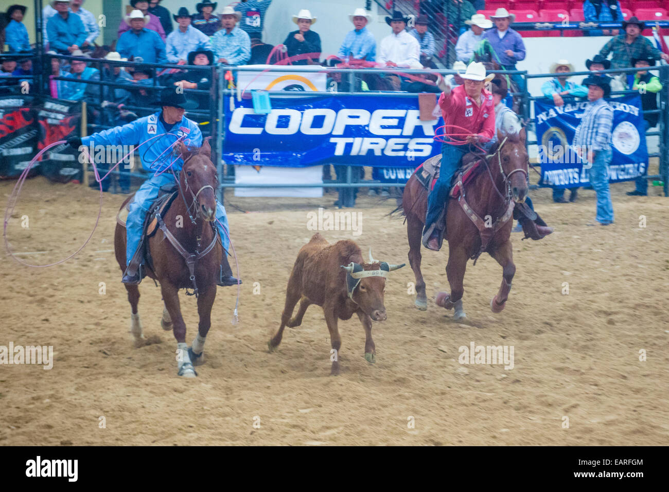 Cowboys Participating in a Calf roping Competition at the Indian ...