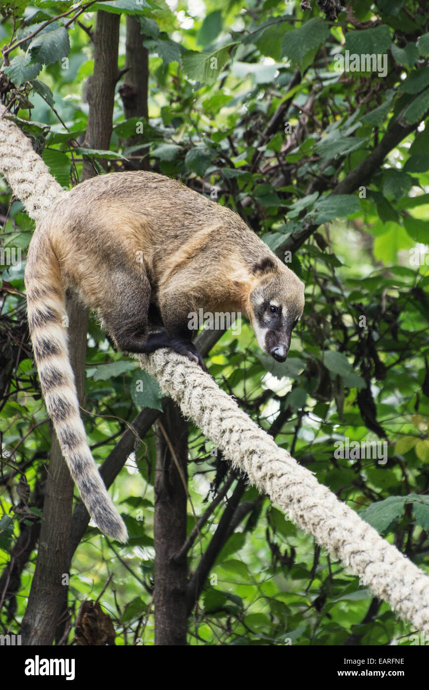 South American coati or Ring-tailed coati (Nasua nasua Stock Photo - Alamy