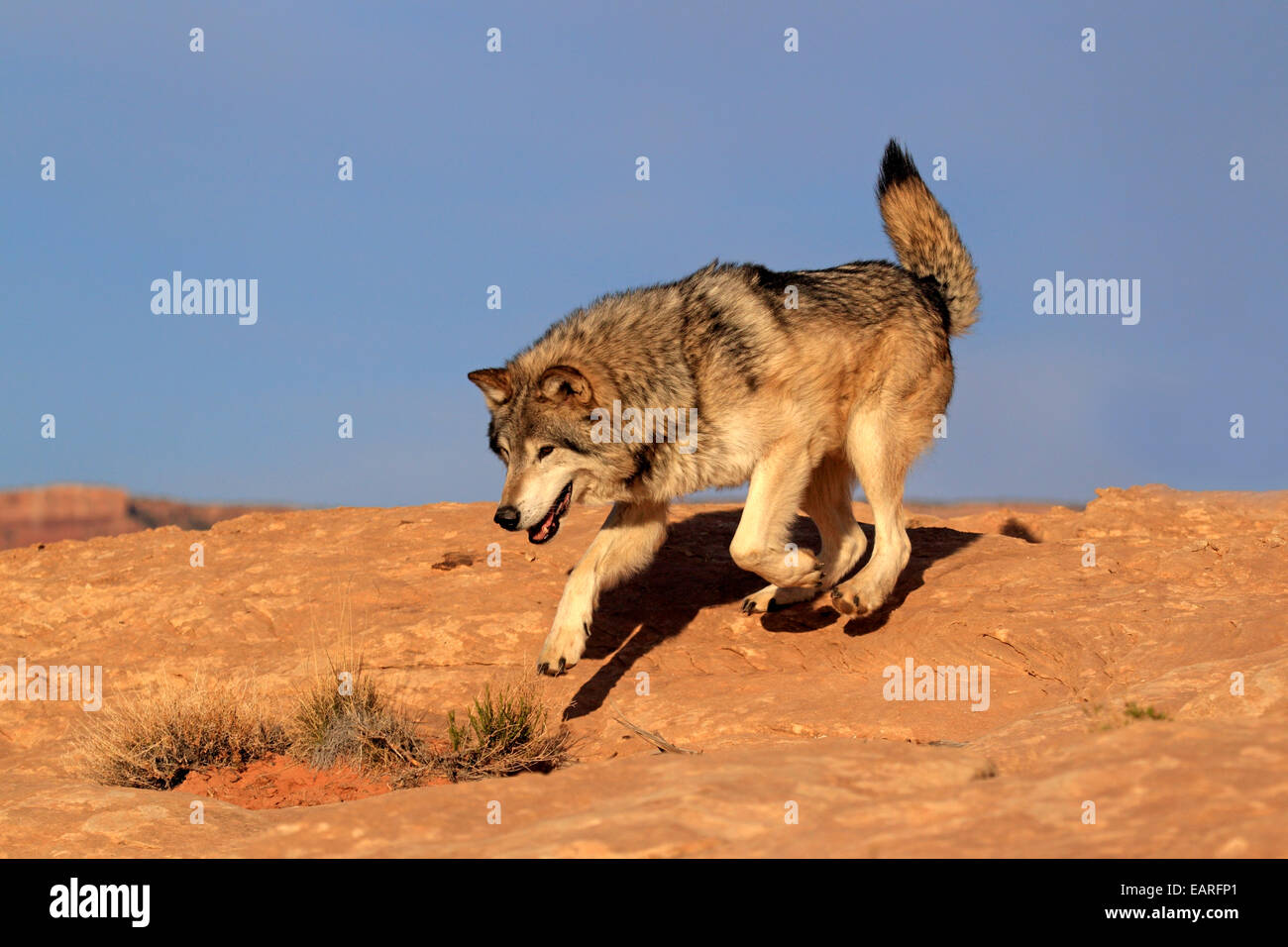 Wolf (Canis lupus), adult, Monument Valley, Utah, United States Stock ...