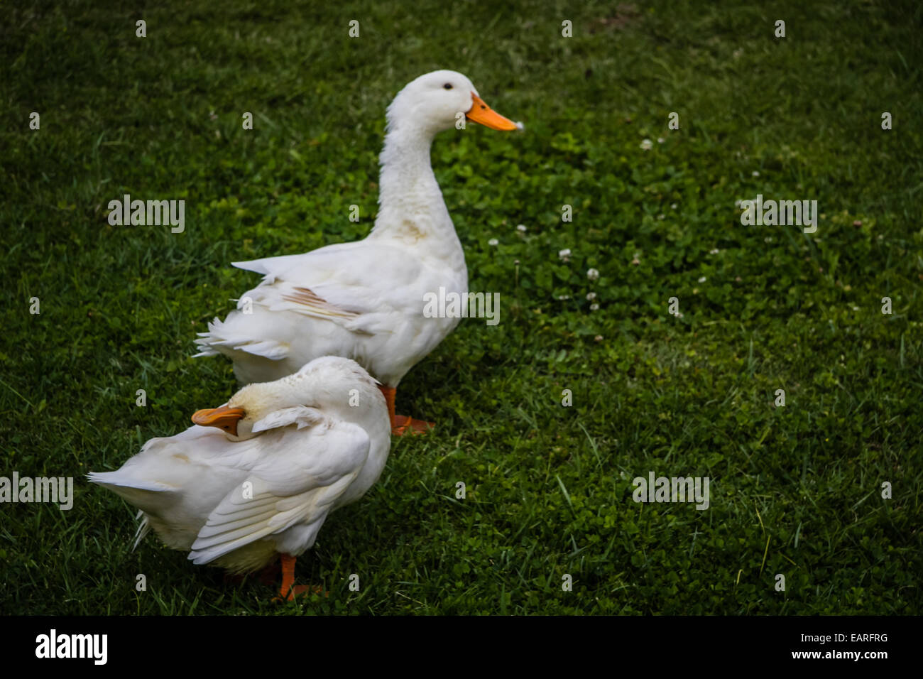 Two White Ducks High Resolution Stock Photography and Images - Alamy