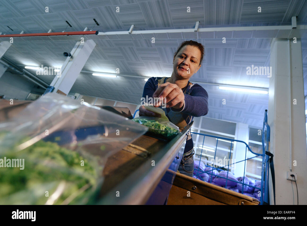 Staff member of confetti manufacturer 'Kurt Hauser' incorporation ...