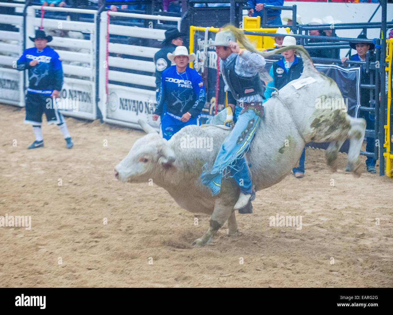 Cowboy Participating in a Bull riding Competition at the Indian ...