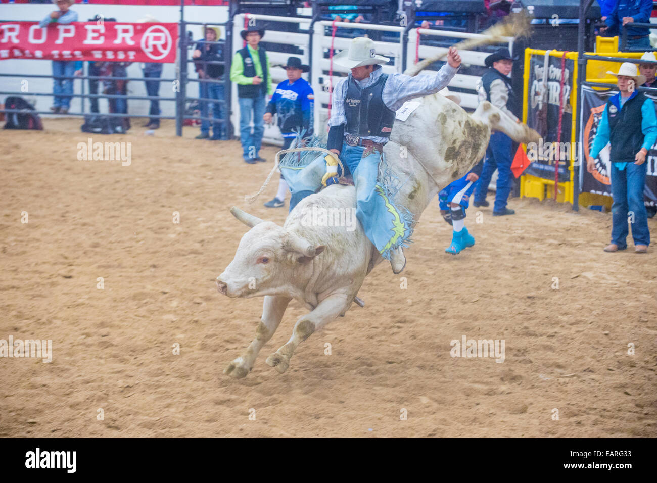 Cowboy Participating in a Bull riding Competition at the Indian ...