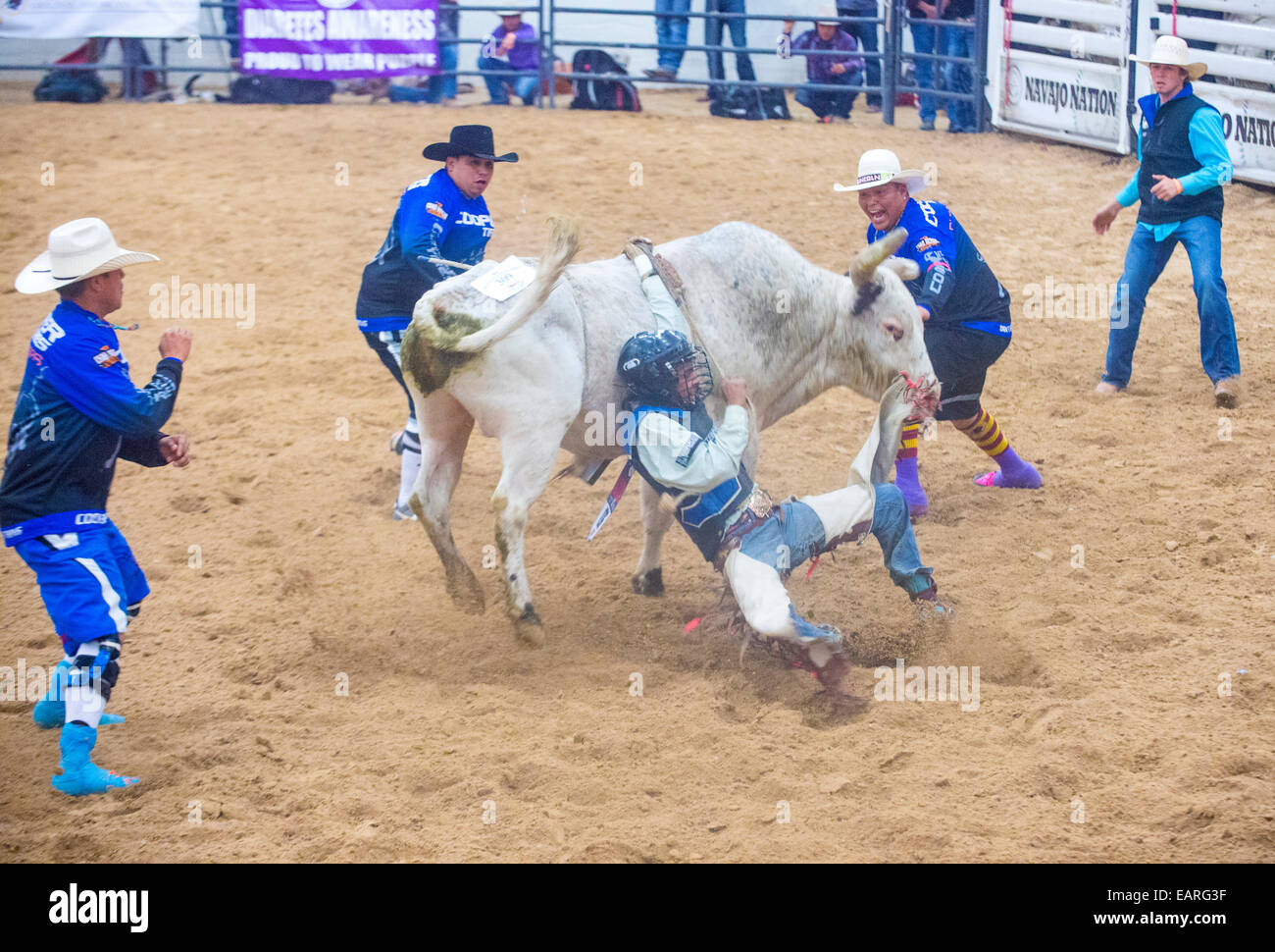 Cowboy Participating in a Bull riding Competition at the Indian ...