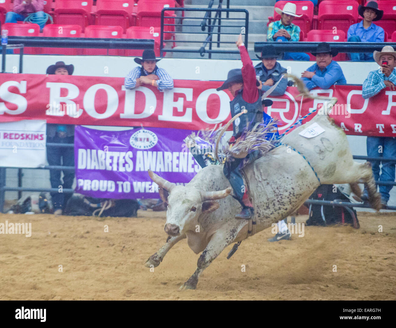 Cowboy Participating in a Bull riding Competition at the Indian ...
