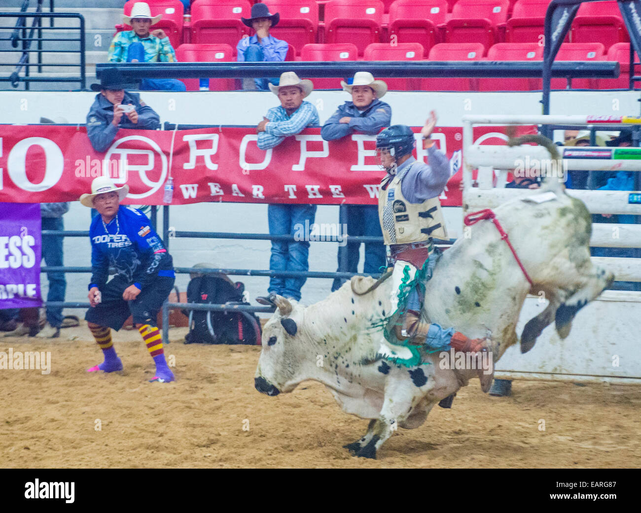 Cowboy Participating in a Bull riding Competition at the Indian ...