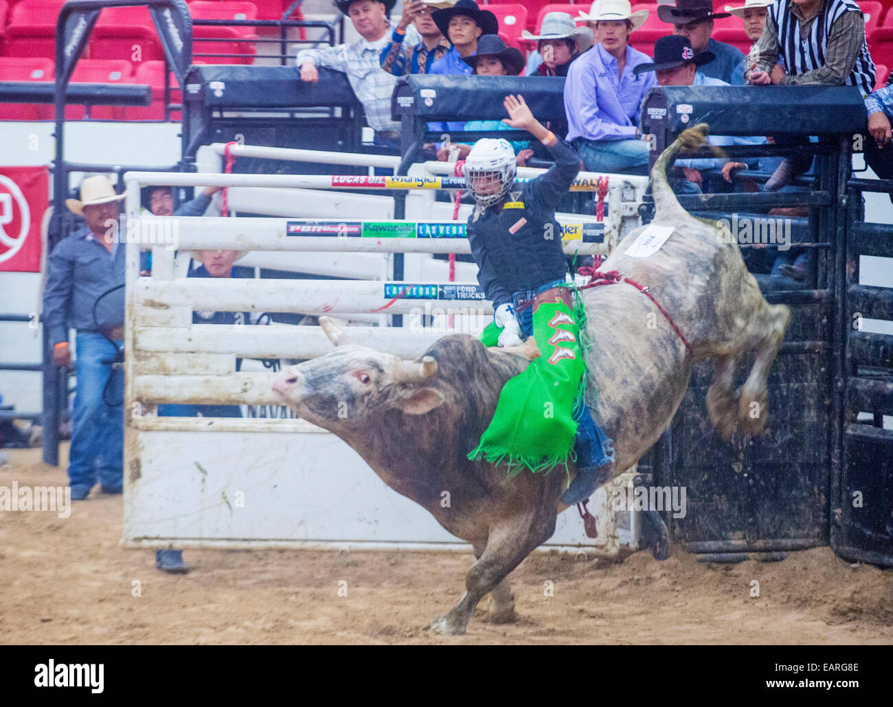 Cowboy Participating in a Bull riding Competition at the Indian ...