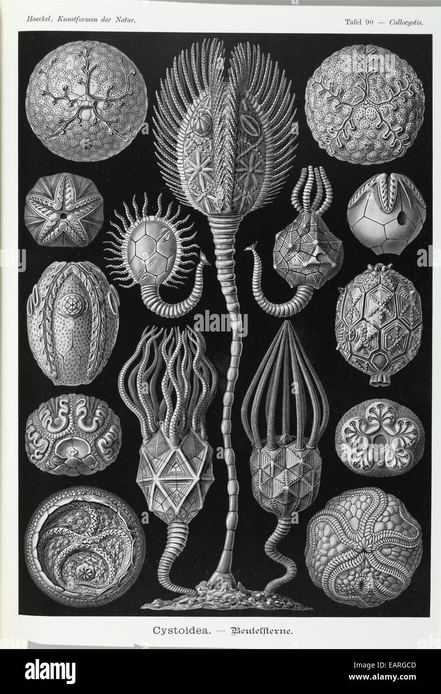 Cystoidea; various species of a type of extinct stalked echinoderm ...