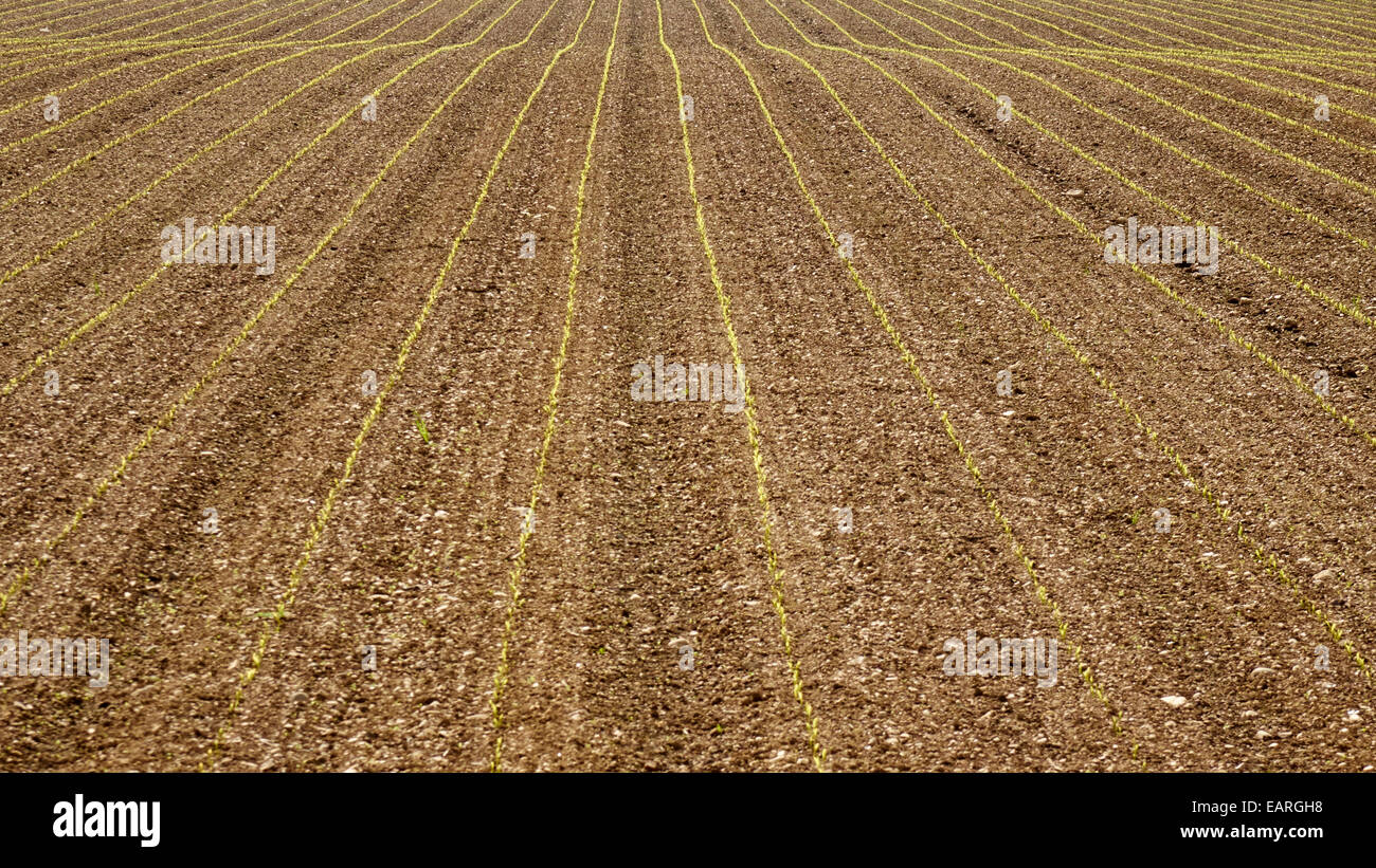 Spring oats hi-res stock photography and images - Alamy