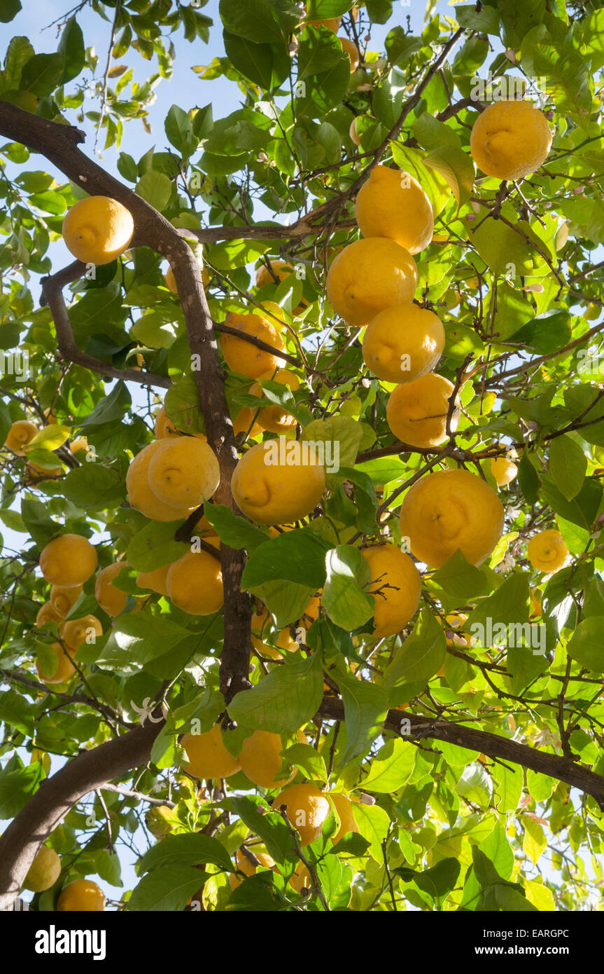 Covered in fruit hi-res stock photography and images - Alamy