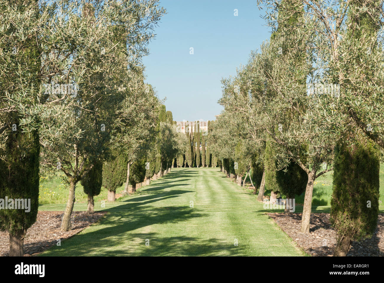 Cypressus and olive tree avenue designed by Fernando Caruncho Stock ...
