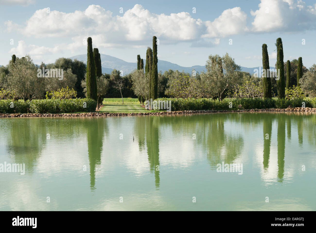 mediterranean cypress and olive tree avenue designed by Fernando ...