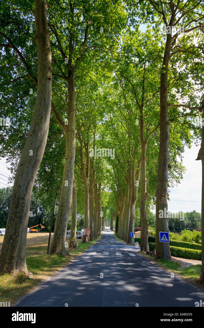 Plane trees road hi-res stock photography and images - Alamy