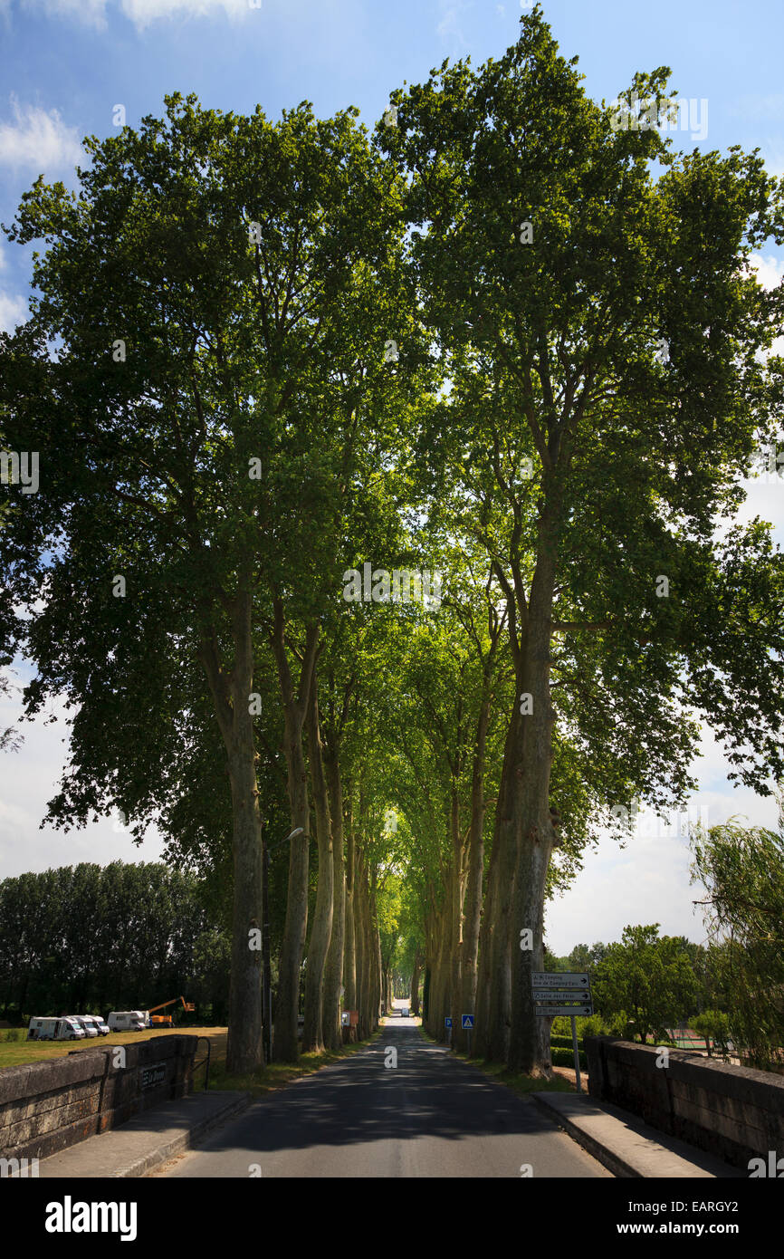 Trees lining hi-res stock photography and images - Alamy