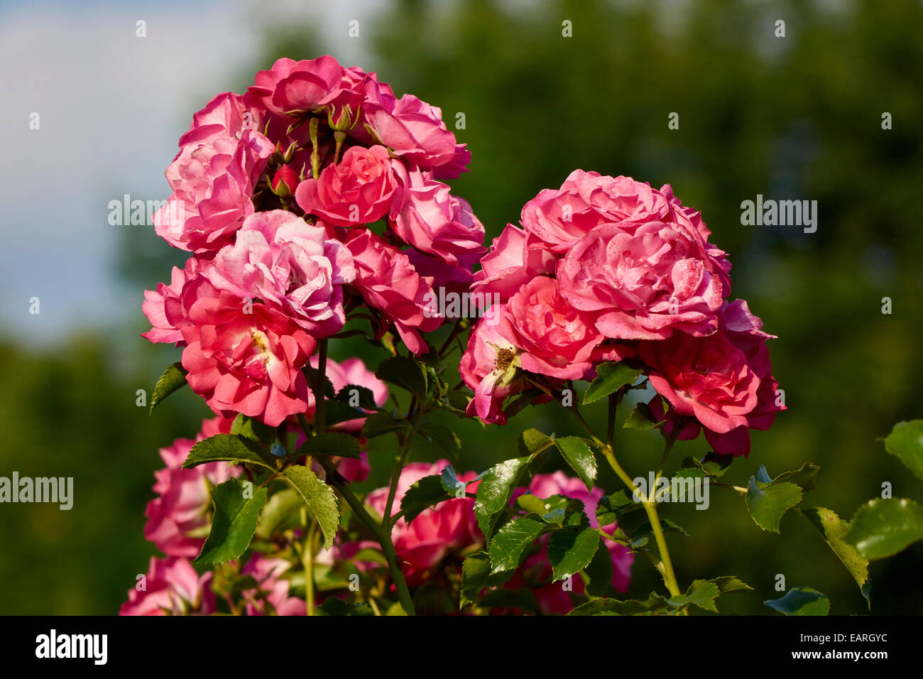 Shrub of wild roses Stock Photo - Alamy