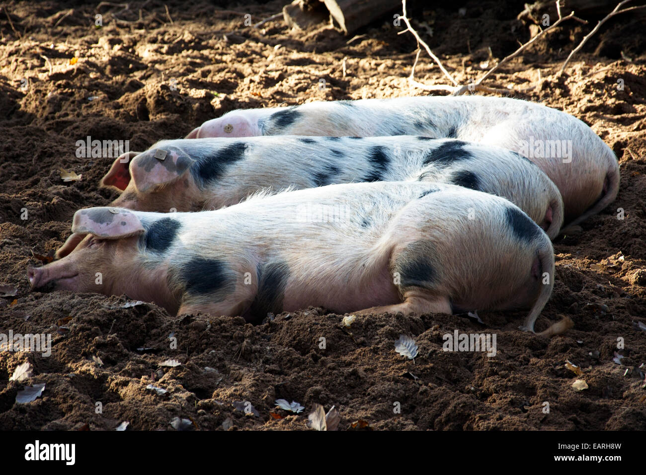 Three pigs, sleeping happily in the sun on a farm Stock Photo - Alamy