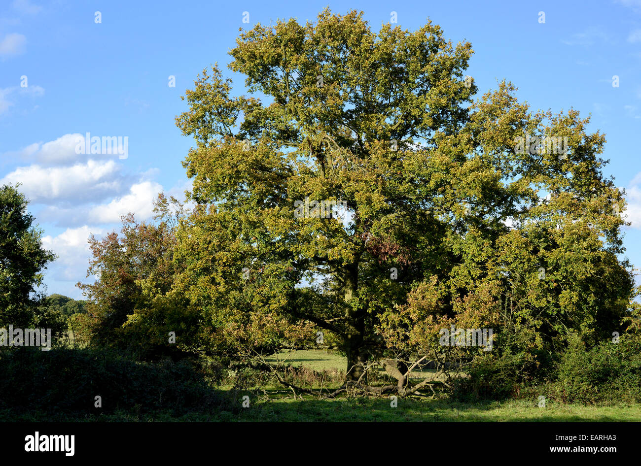 Hatfield forest ancient trees hi-res stock photography and images - Alamy